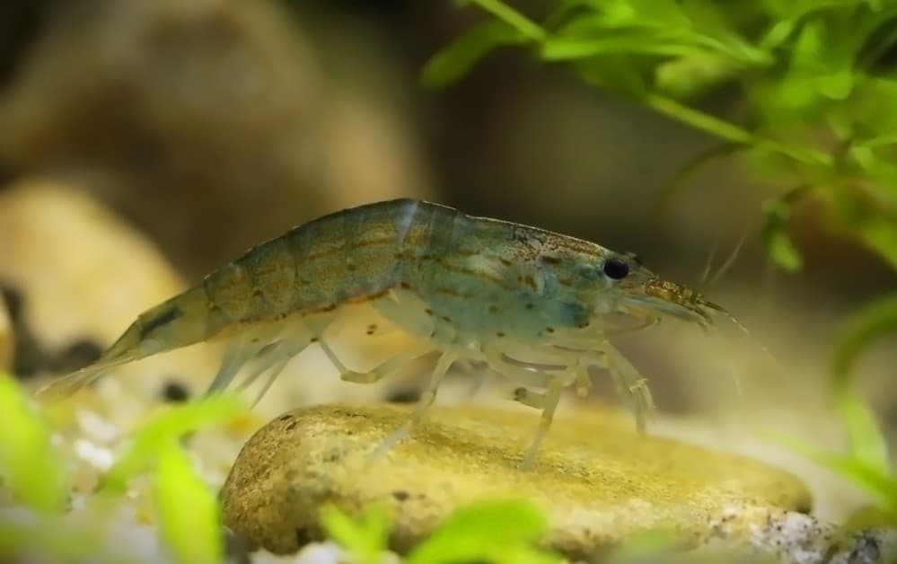 How many Amano shrimp should be kept together?