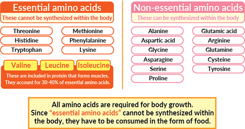 How many BCAA are there?