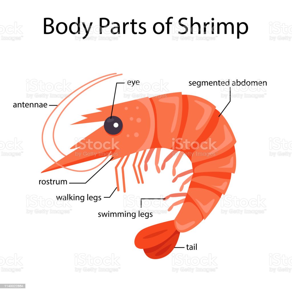 How many body parts does a prawn have?