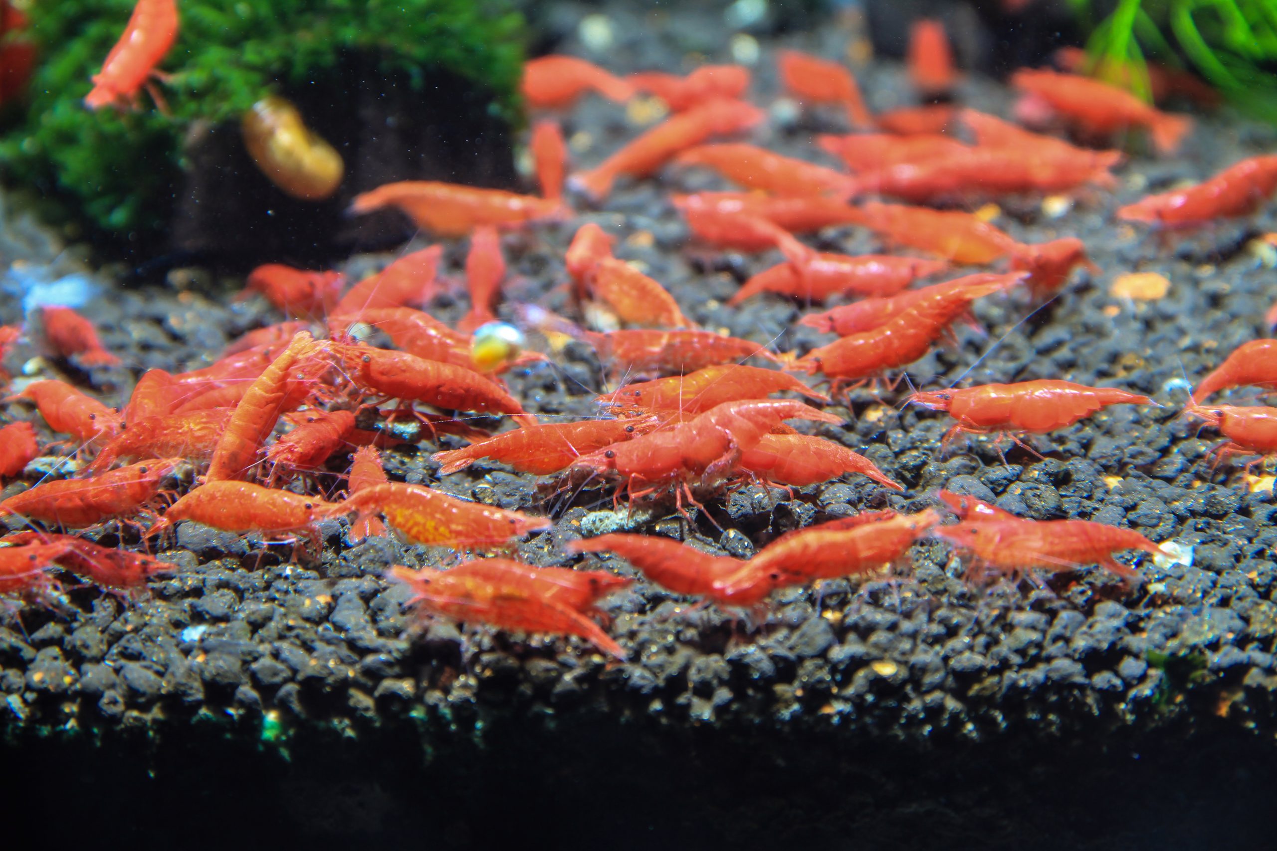 How many cherry shrimp should be kept together?