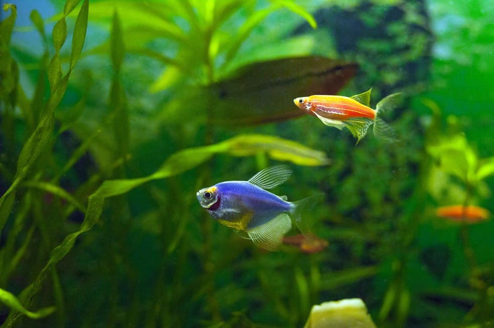 How many GloFish should I buy?