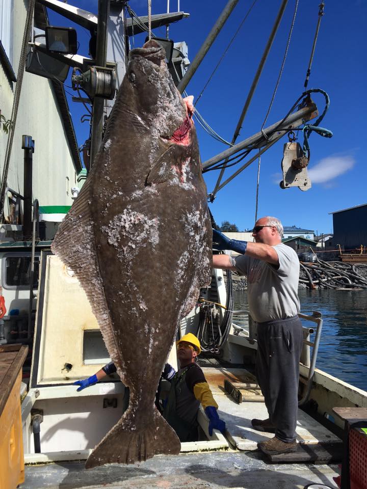 How many halibut can I keep in Alaska?