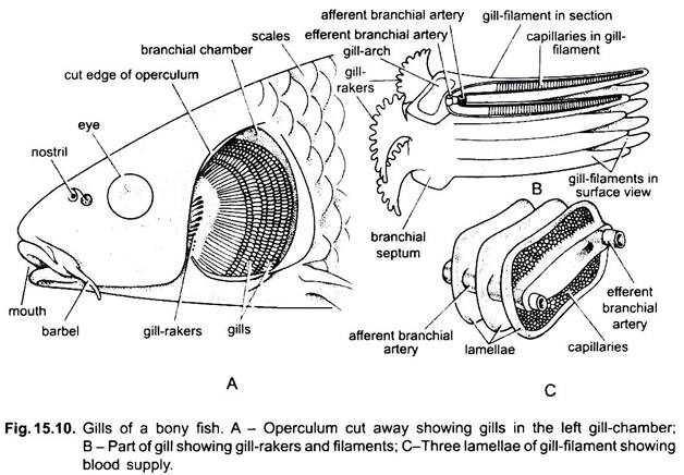 How many pairs of gills are present in ROHU?