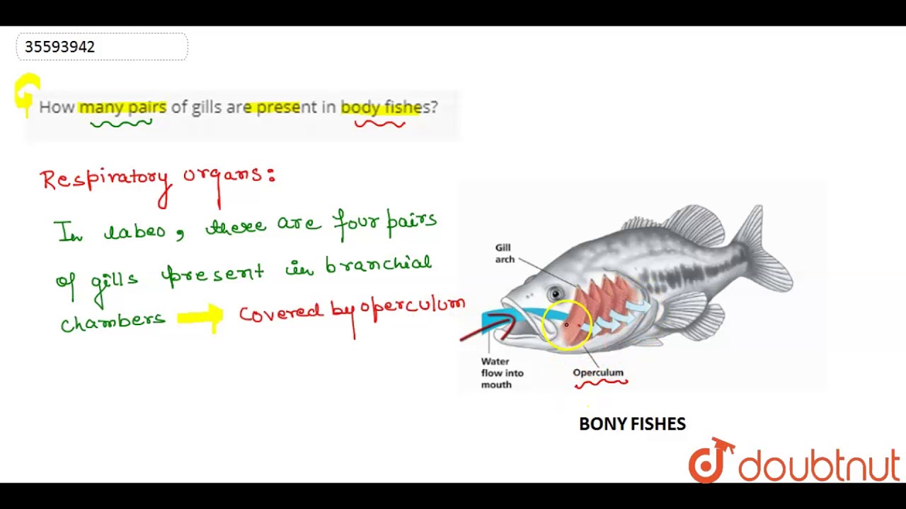How many pairs of gills do fishes have?
