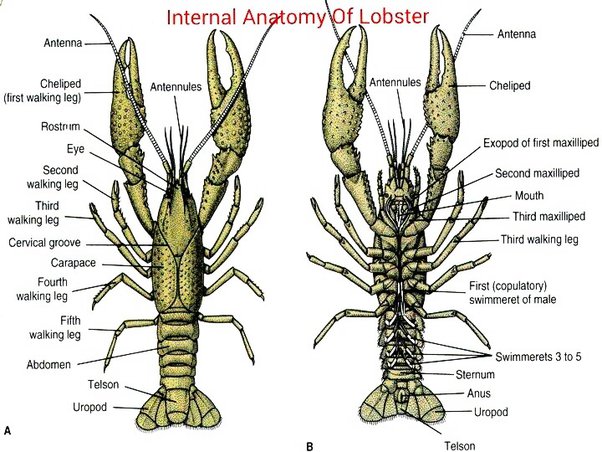 How many pairs of jointed legs does lobster have?
