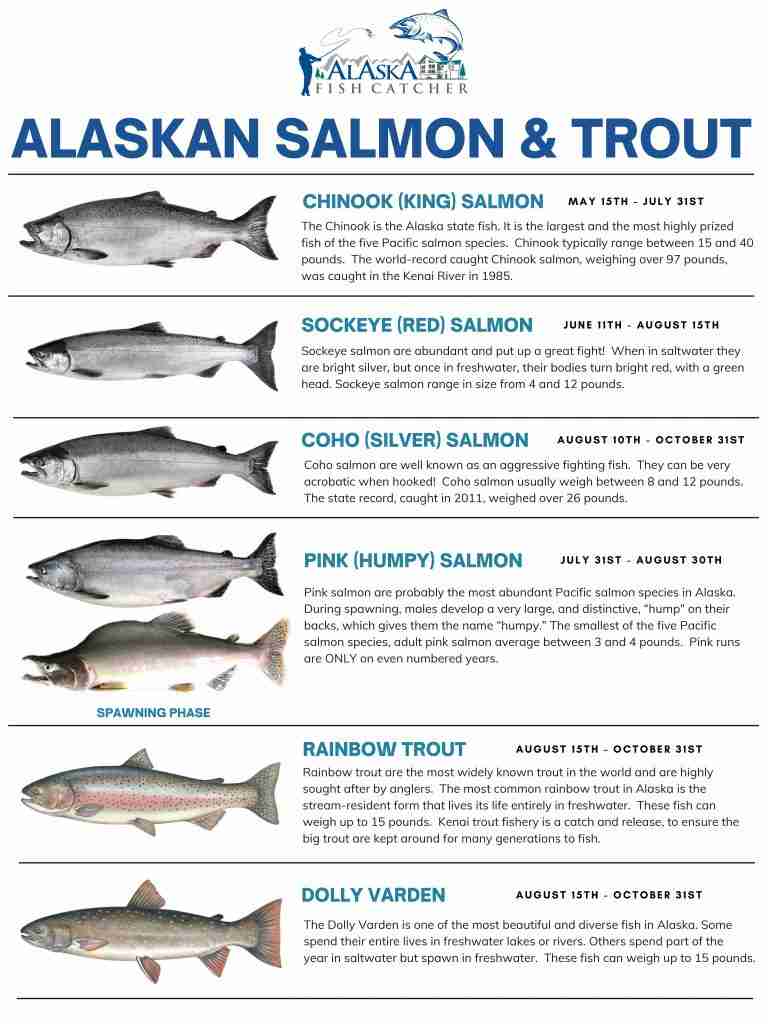How many salmon can I catch in Alaska?