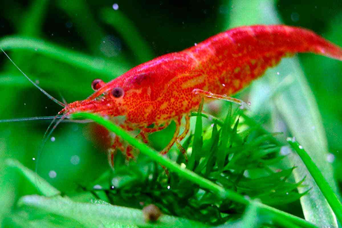 How many shrimp do you need to breed?