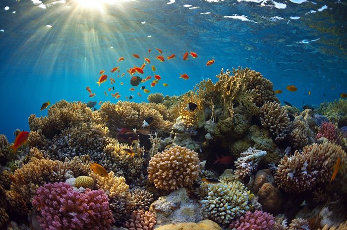 How many species live in the Caribbean reef?