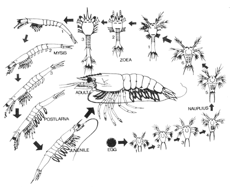 How many stages of life do shrimp have?