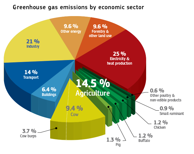 How Much Do cows pollute?