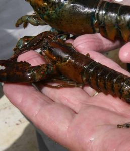 How much do lobsters grow in a year?