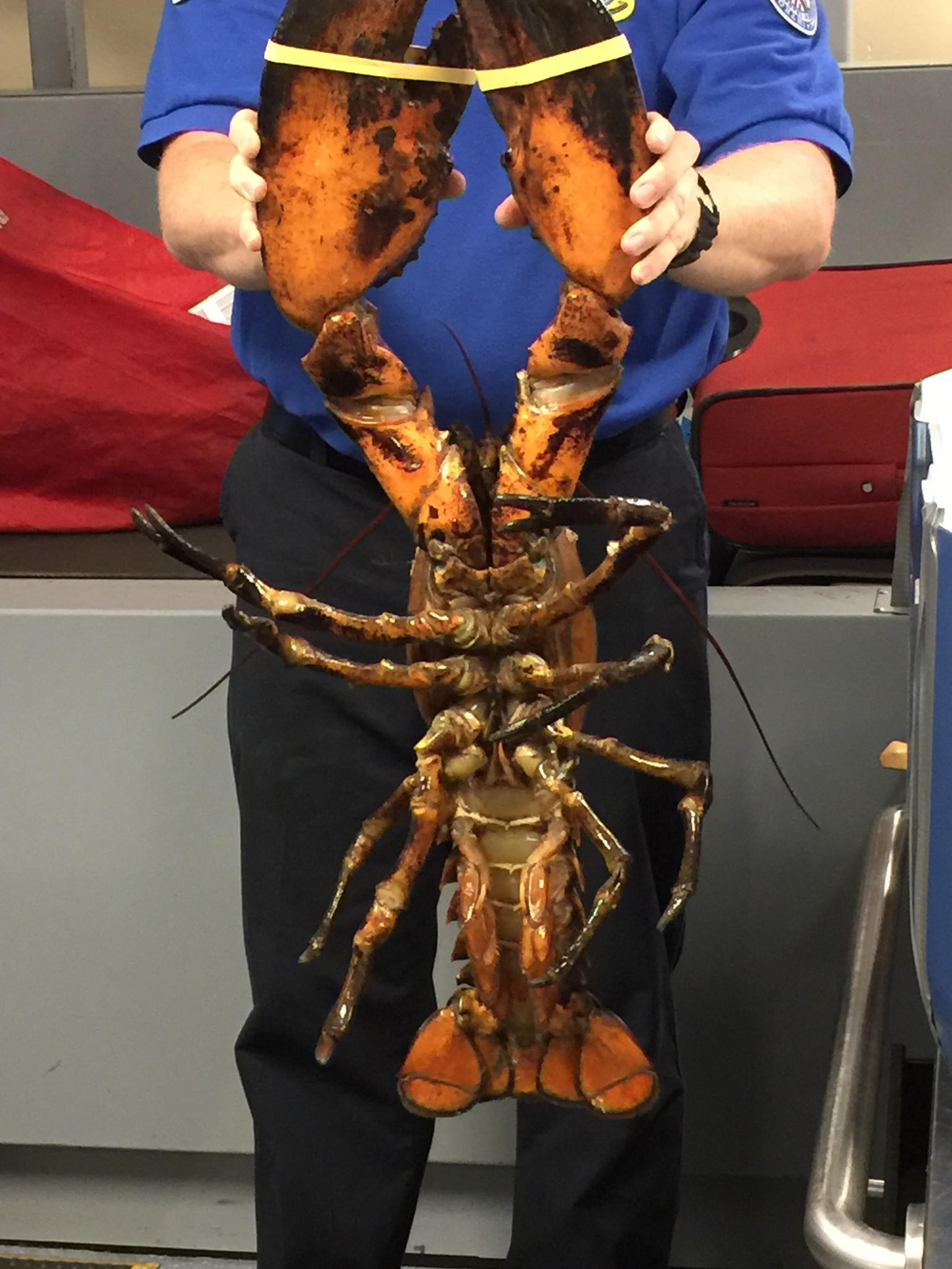 How much does a 20lb lobster cost?