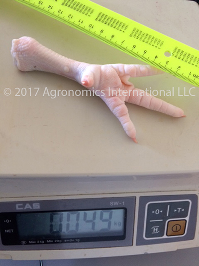 How much does a chicken foot weight?