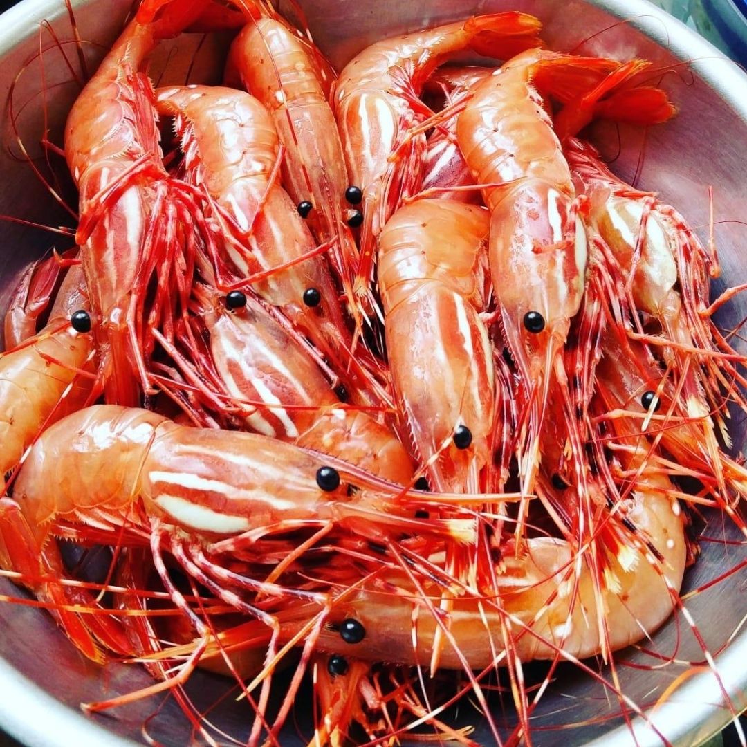 How much does a spot prawn weigh?