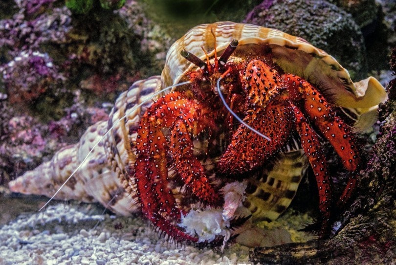 How much does it cost to have a hermit crab?
