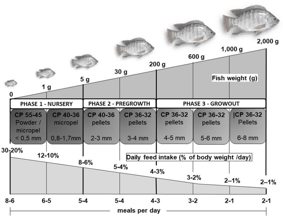 How much feed do tilapia eat?