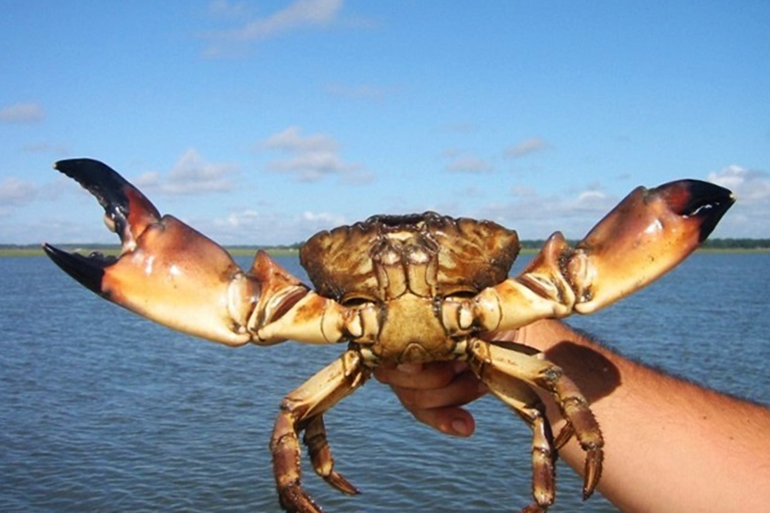 How much is a stone crab license in Florida?