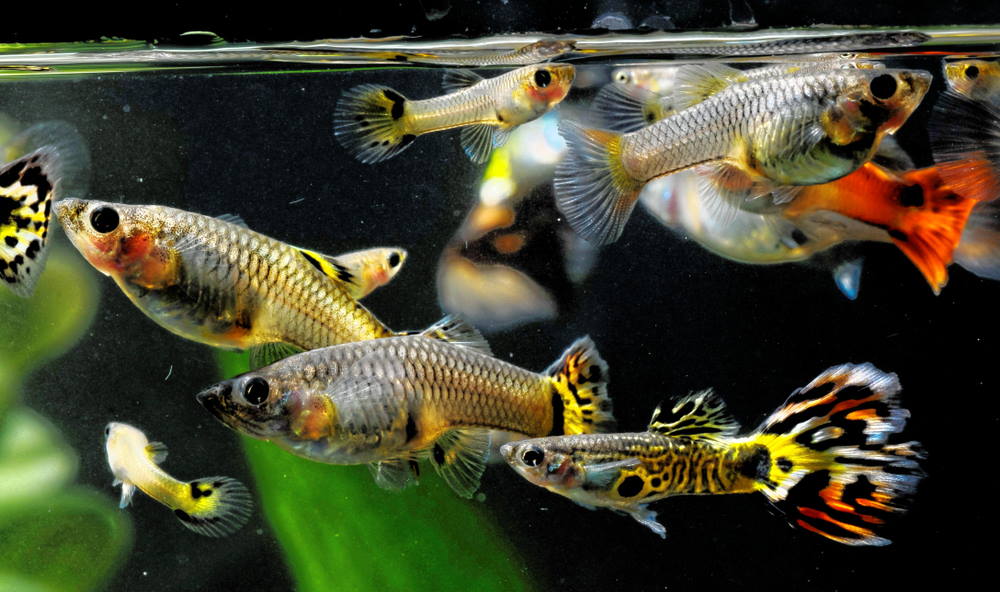 How much money does a fish breeder make?