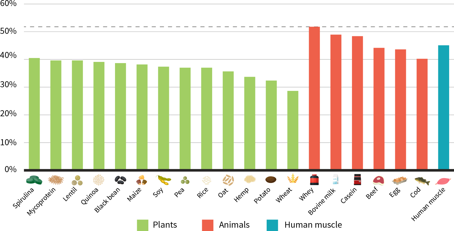 How much protein is too much for an active person?