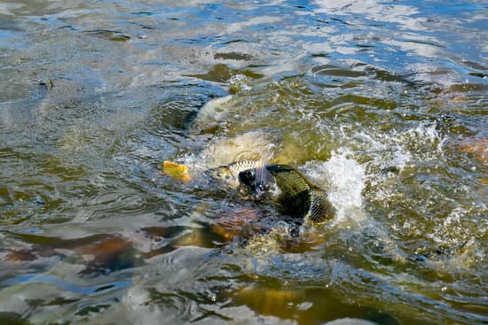 How much smoked fish should I thaw before eating?