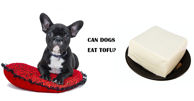 How much tofu can my dog eat?