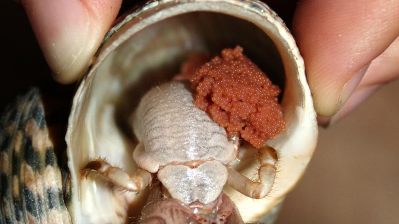 How often do hermit crabs mate?