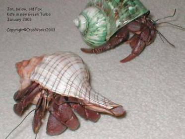 How old are hermit crabs when they are 10 years old?