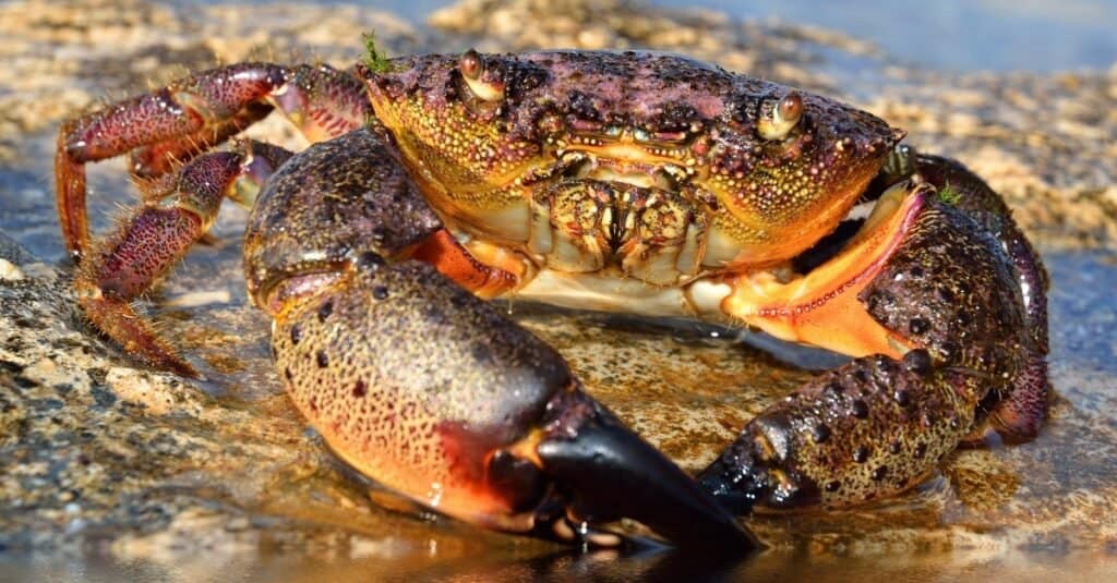 How old can a crab get?