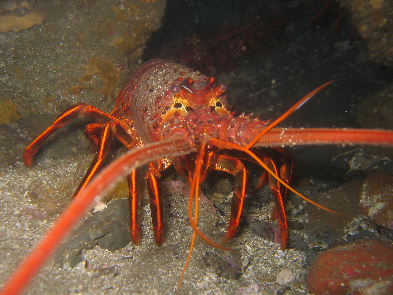 How old do California spiny lobsters get?