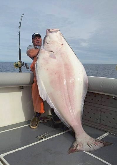 How old is a 100 lb halibut?