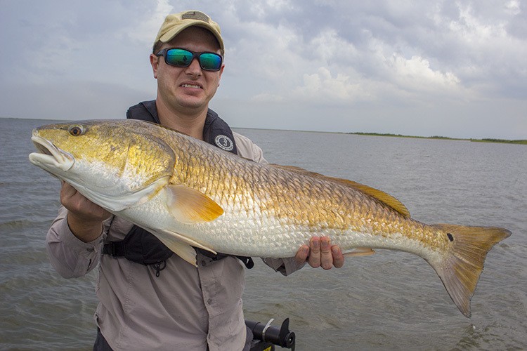 How old is a 30 inch red drum?