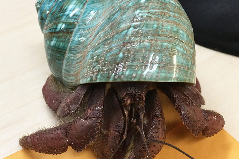 How old is the oldest hermit crab?