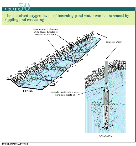 How prawns are farmed?