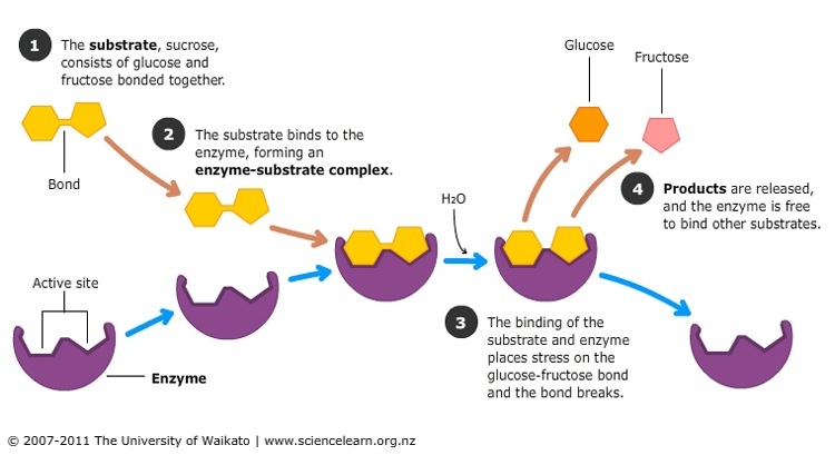 How quickly do digestive enzymes work?