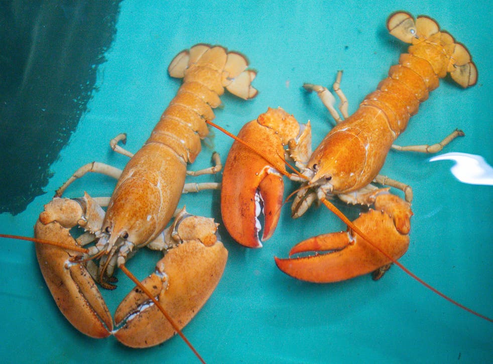 How rare are orange lobsters?