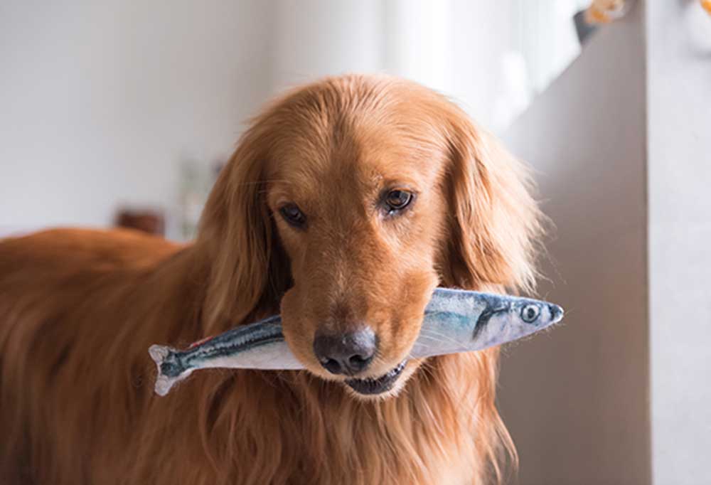 How should I cook fish for my dog?