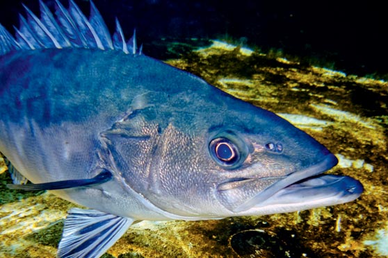 How strong is a fish's sense of smell?