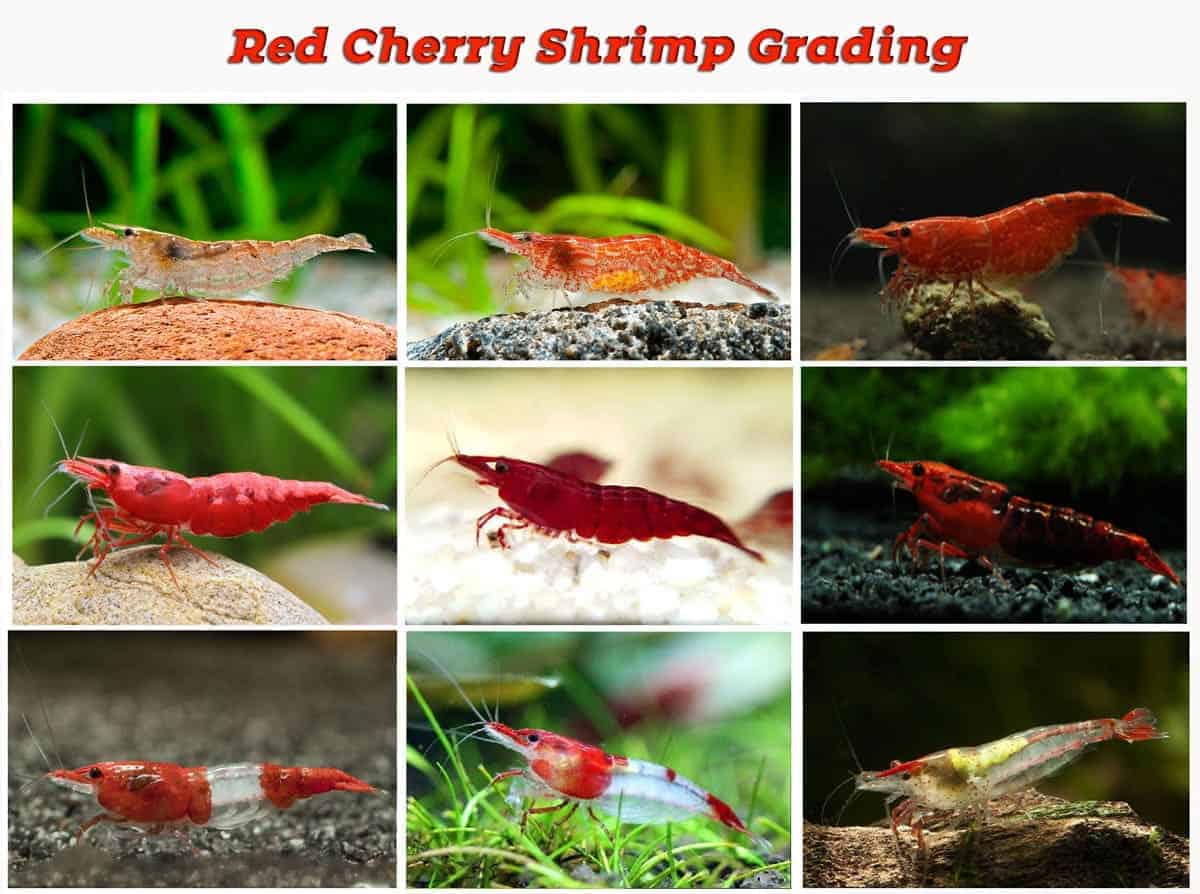 How to identify shrimp by color?