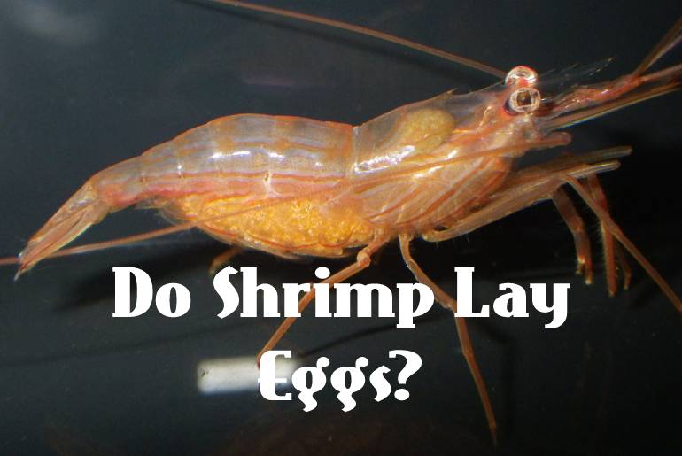How to identify the eggs of shrimp?