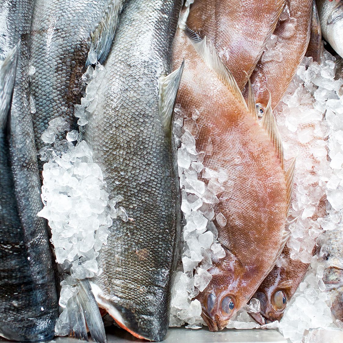 How to store fresh caught fish in ‘fridges?