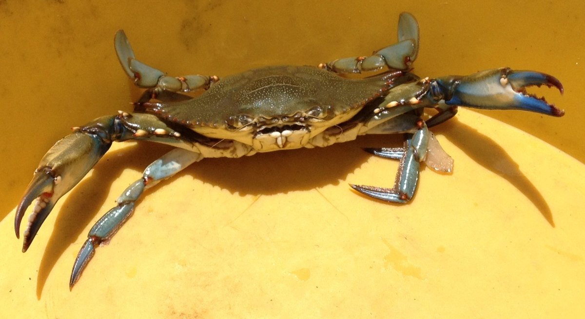 How to wrap blue crab for cooking?