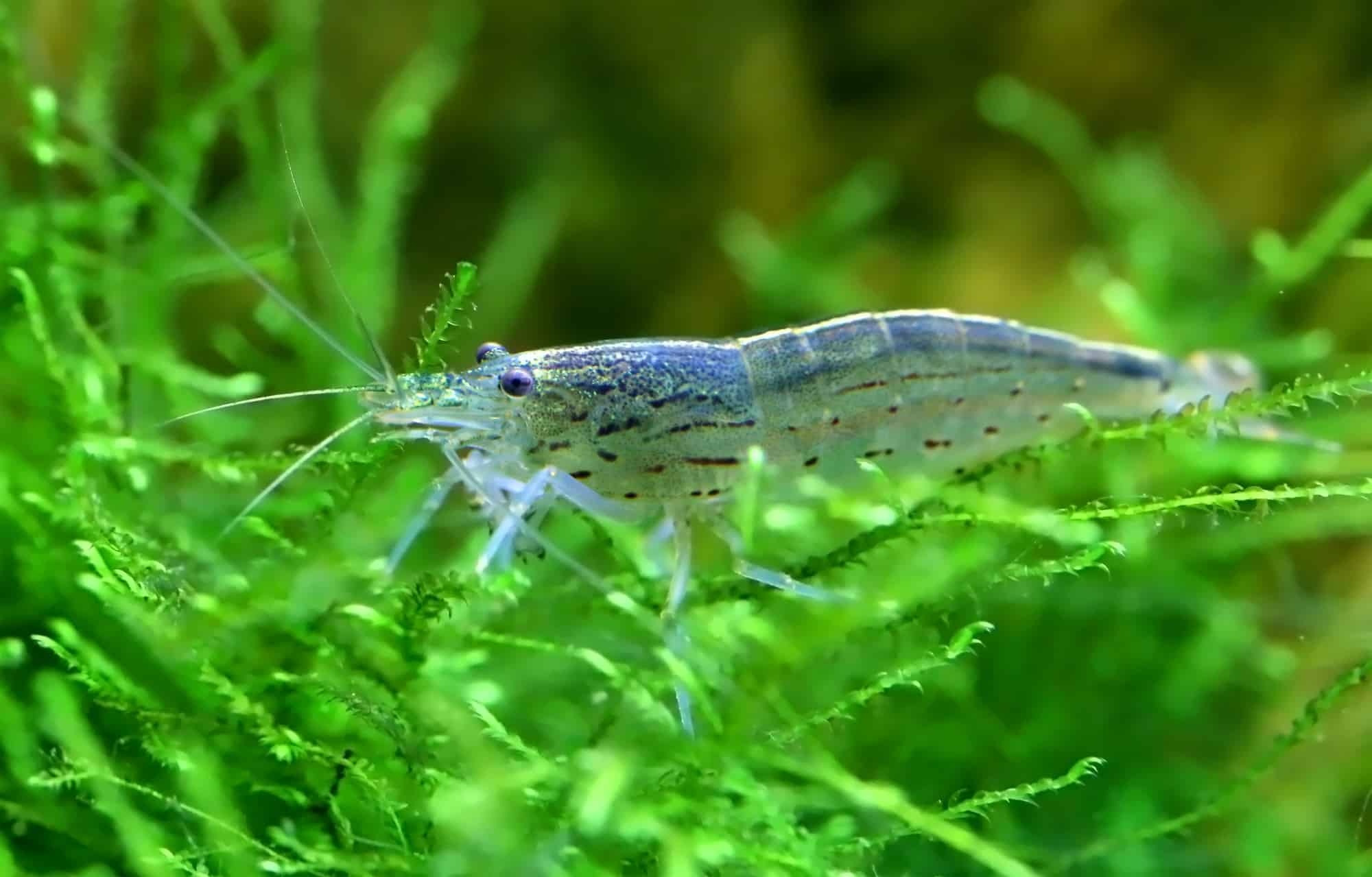 Is 3 Amano shrimp enough?