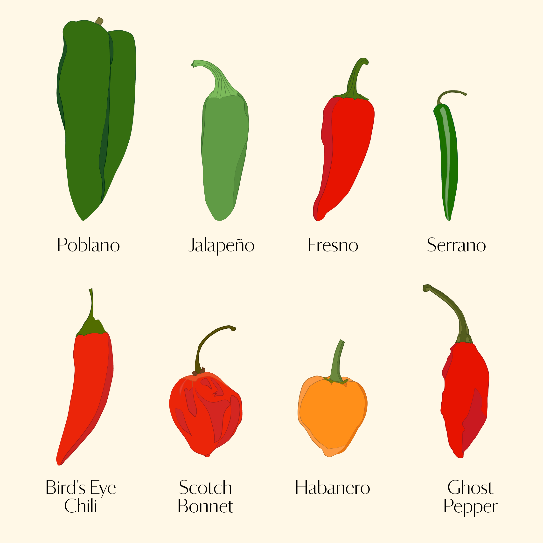 Is a chile a pepper?