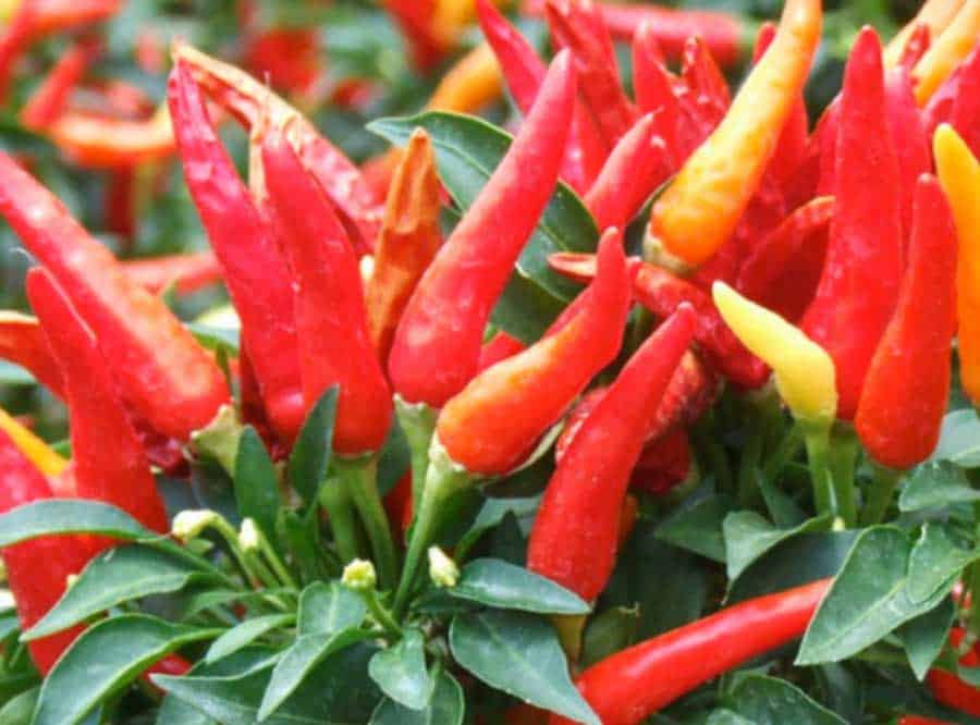 Is a chilli plant an annual or perennial?