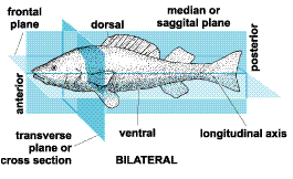 Is a fish symmetrical?