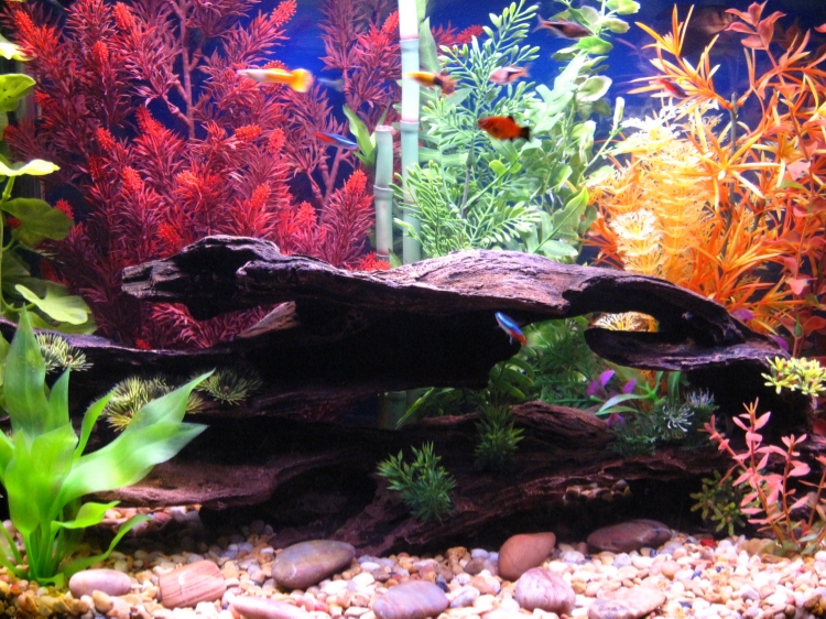 Is a fish tank high maintenance?