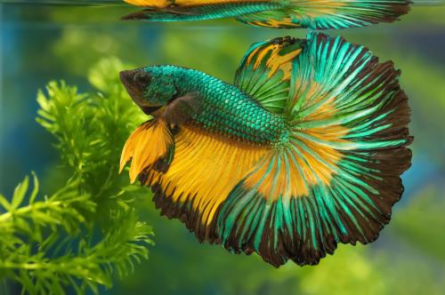 Is a fish the best pet?