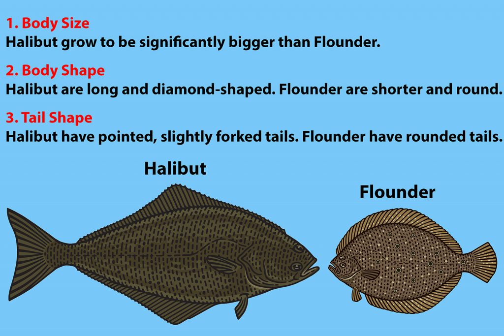 Is a halibut and a flounder the same?