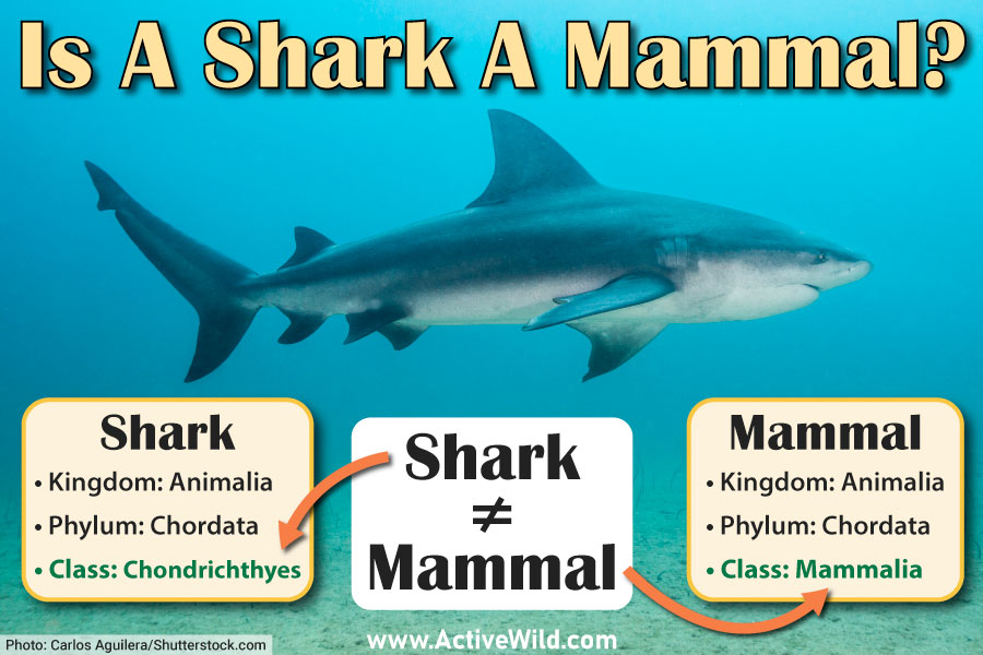 Is a shark a mammal?