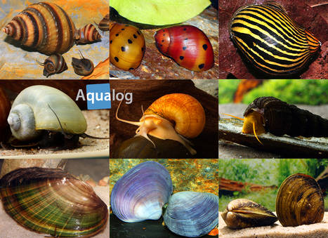Is a snail a mussel?